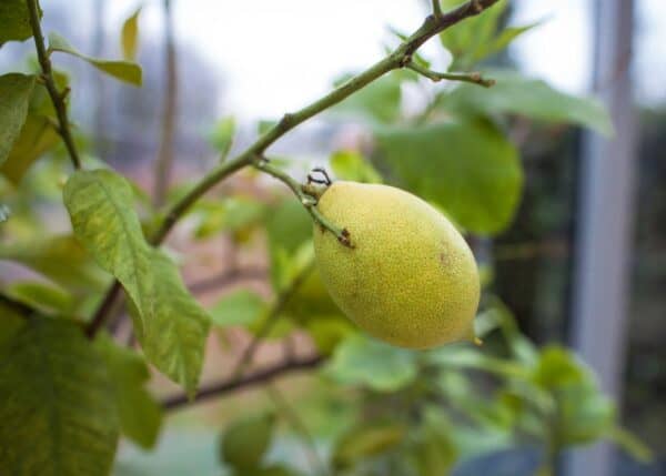 Overwatered lemon tree 🍋💧 Signs and solutions