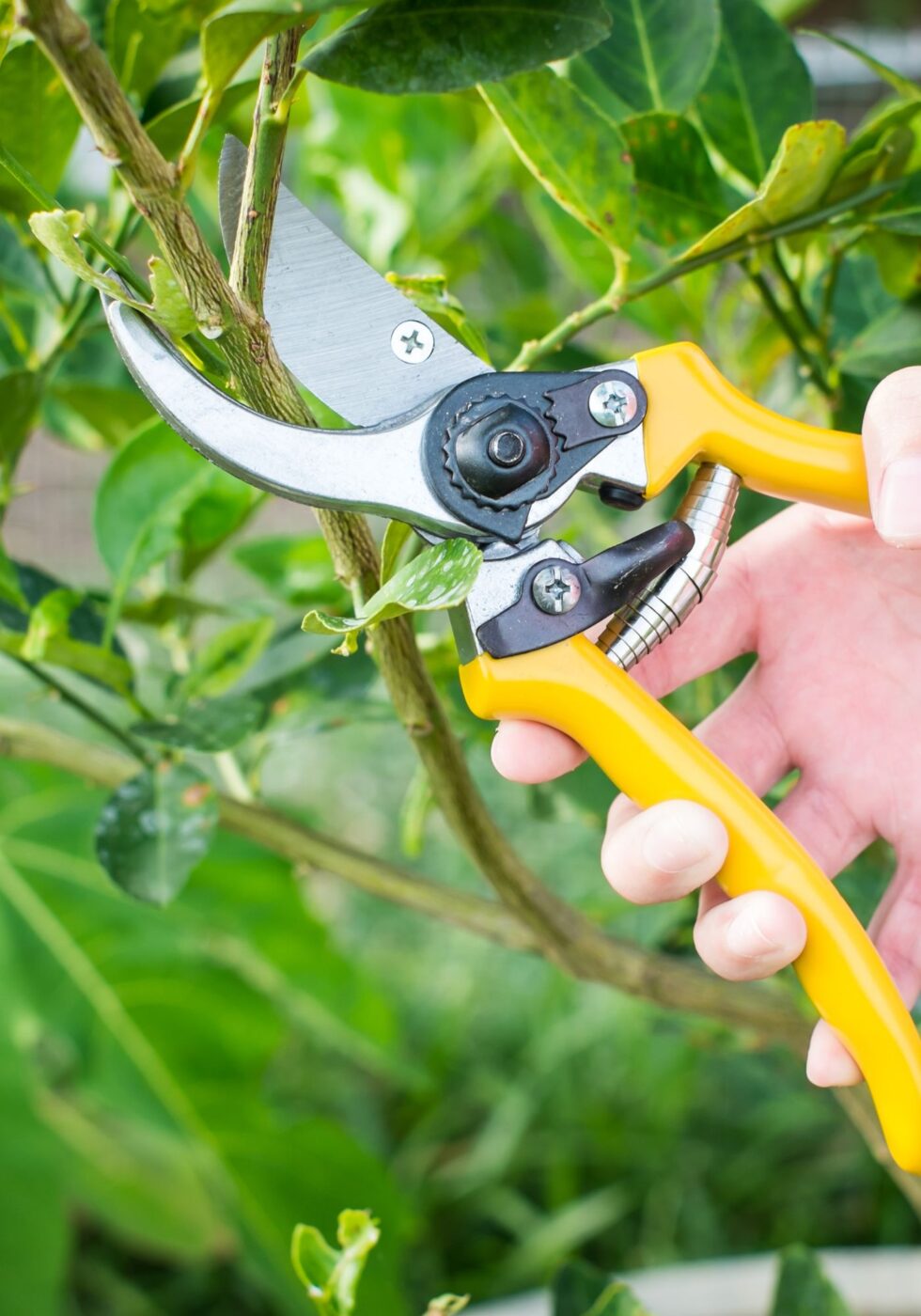 How to prune a lemon tree 🍋 ️ Key techniques for a healthy harvest