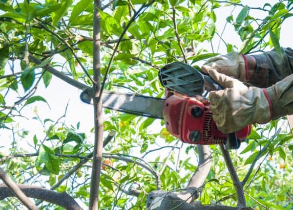 When to prune orange trees 🍊 📅 Timing is everything