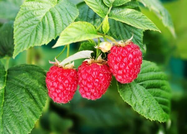 Raspberries ???????????? Delicate drupelets of tangy delight