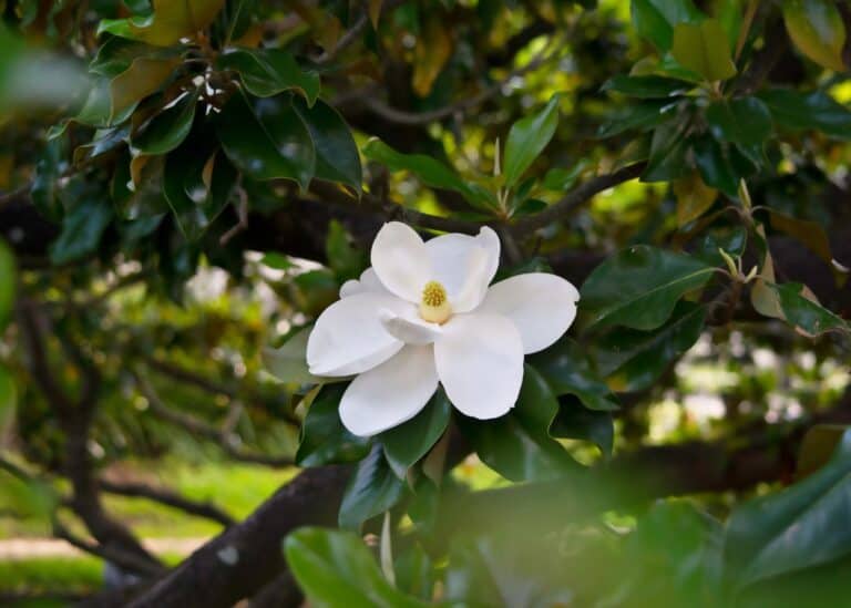 Types of magnolia trees 🌳 🌸 Discover the diverse magnolia family