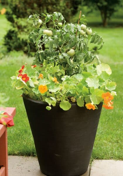 Plant combination ideas for container gardens 🌺 🌿 Boost your patio appeal!
