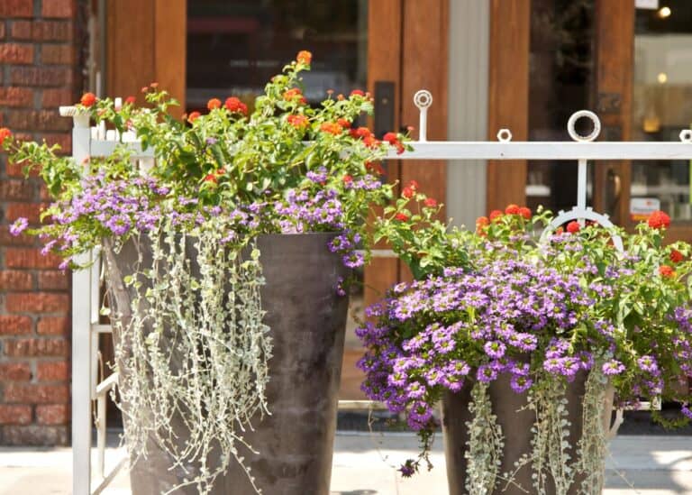 Plant combination ideas for container gardens 🌺 🌿 Boost your patio appeal!