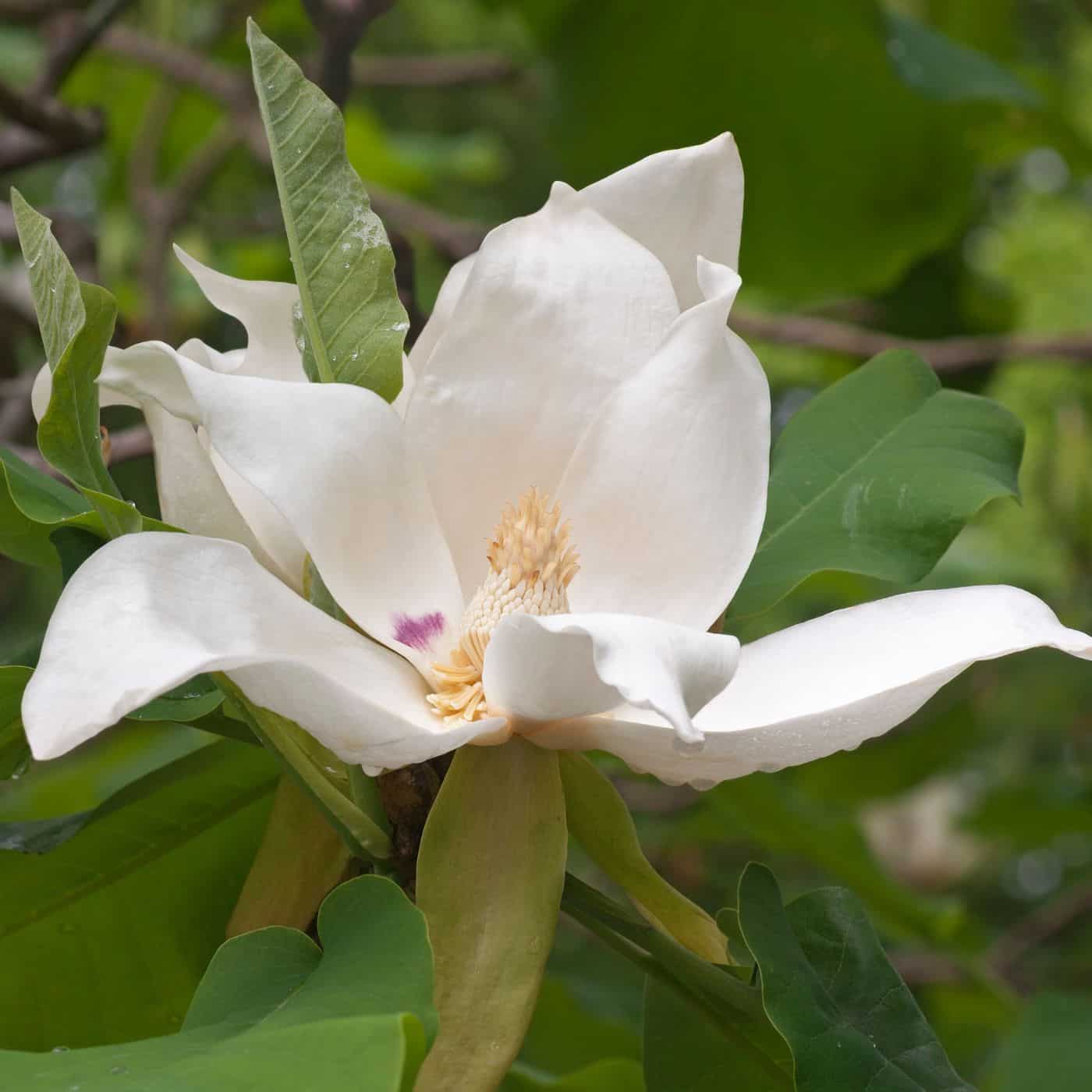 Types of magnolia trees 🌳 🌸 Discover the diverse magnolia family