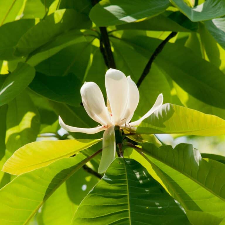 Types of magnolia trees 🌳 🌸 Discover the diverse magnolia family
