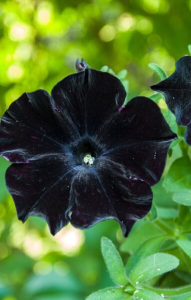 Black petunias 🖤 🌸 The intrigue and beauty of dark blooms