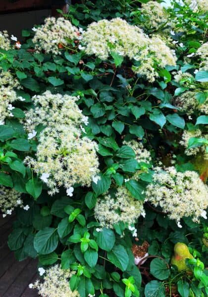 10 climbing hydrangea varieties 🌿 🌼 A comprehensive guide to choices