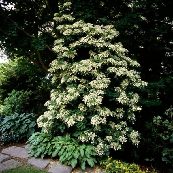 Climbing hydrangea on trellis 🌿 🌼 A vertical journey of blossoms