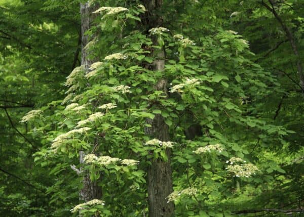 10 climbing hydrangea varieties 🌿 🌼 A comprehensive guide to choices