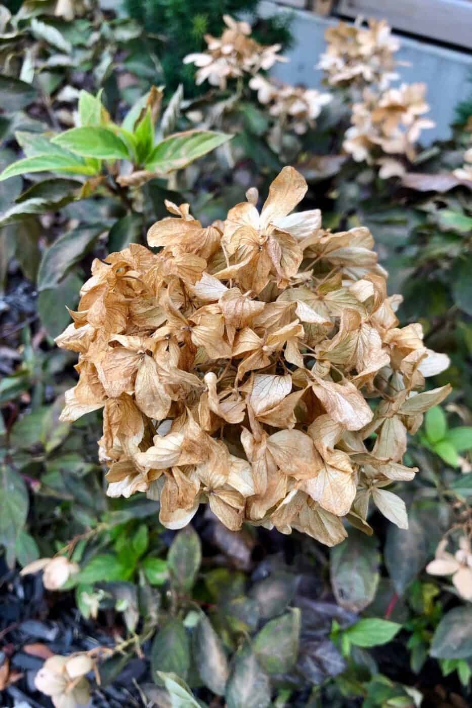 Hydrangea losing color? ???? ???? Reasons and remedies for fading blooms