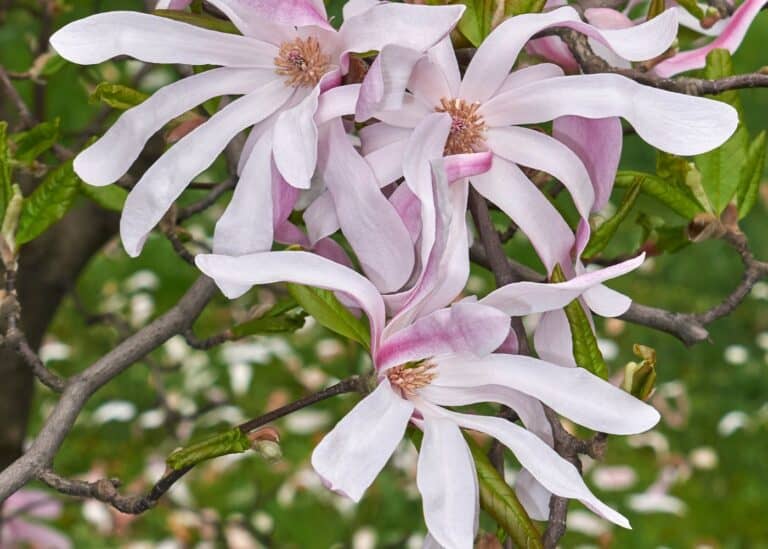 Magnolia varieties 🌸 🍃 Unveiling nature's most charming blooms