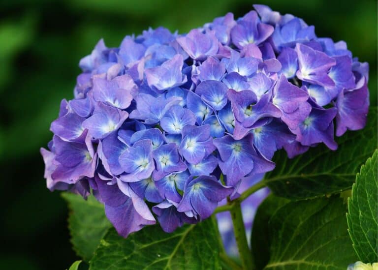 Blue hydrangea varieties 🌸 💙 Discover the hues and blooms for your garden