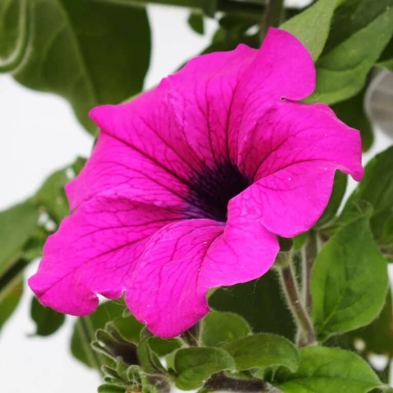 How to grow petunias 🌸 🌼 Essential care tips for vibrant blooms