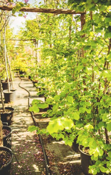 10 best plant nurseries to check out ???????? Top picks for quality and ...