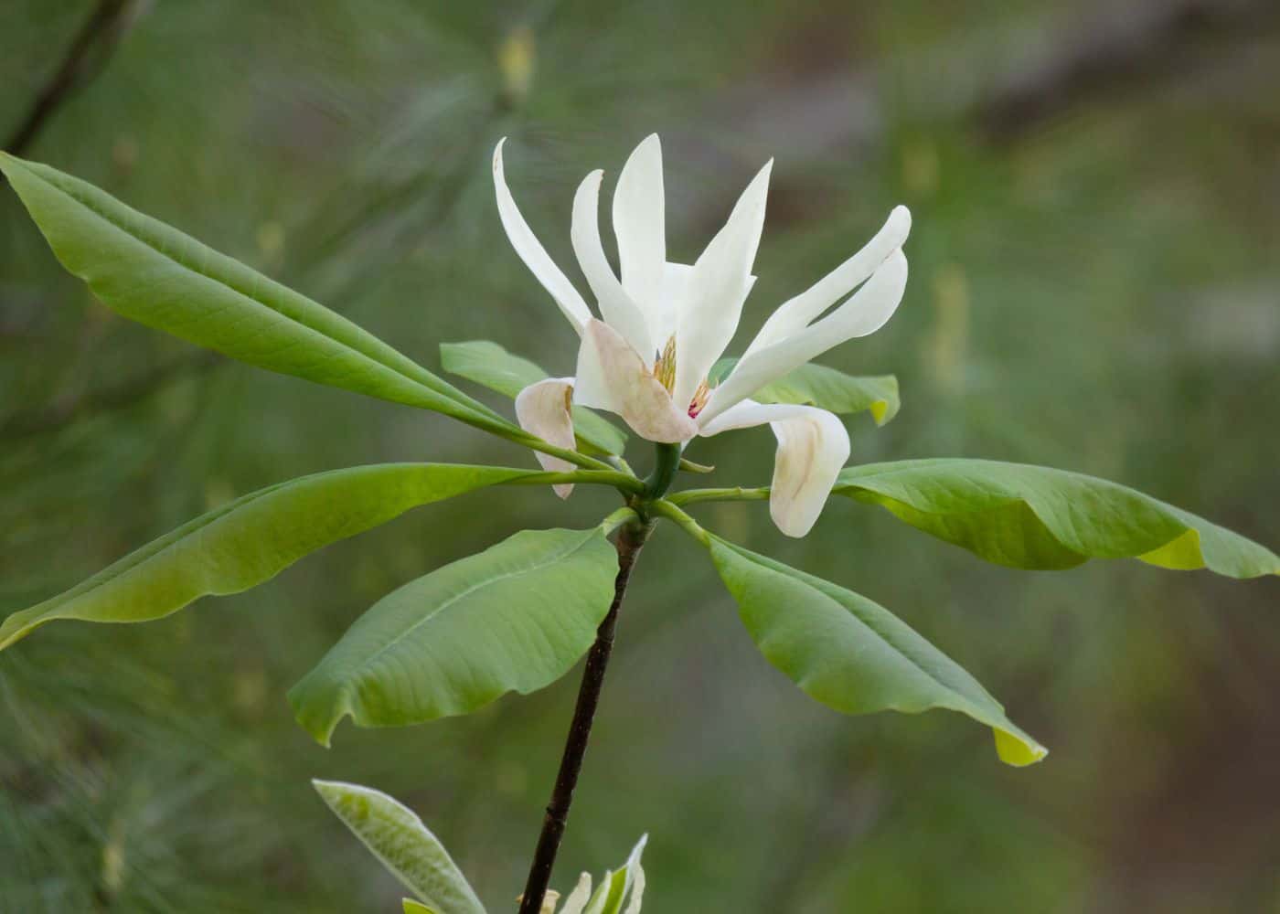 Types of magnolia trees 🌳 🌸 Discover the diverse magnolia family
