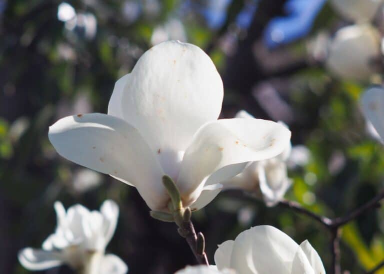 Types of magnolia trees 🌳 🌸 Discover the diverse magnolia family