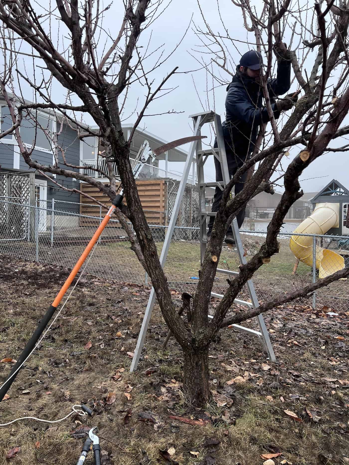 Apricot tree planting 🍑 🌱 Setting the foundation for juicy harvests