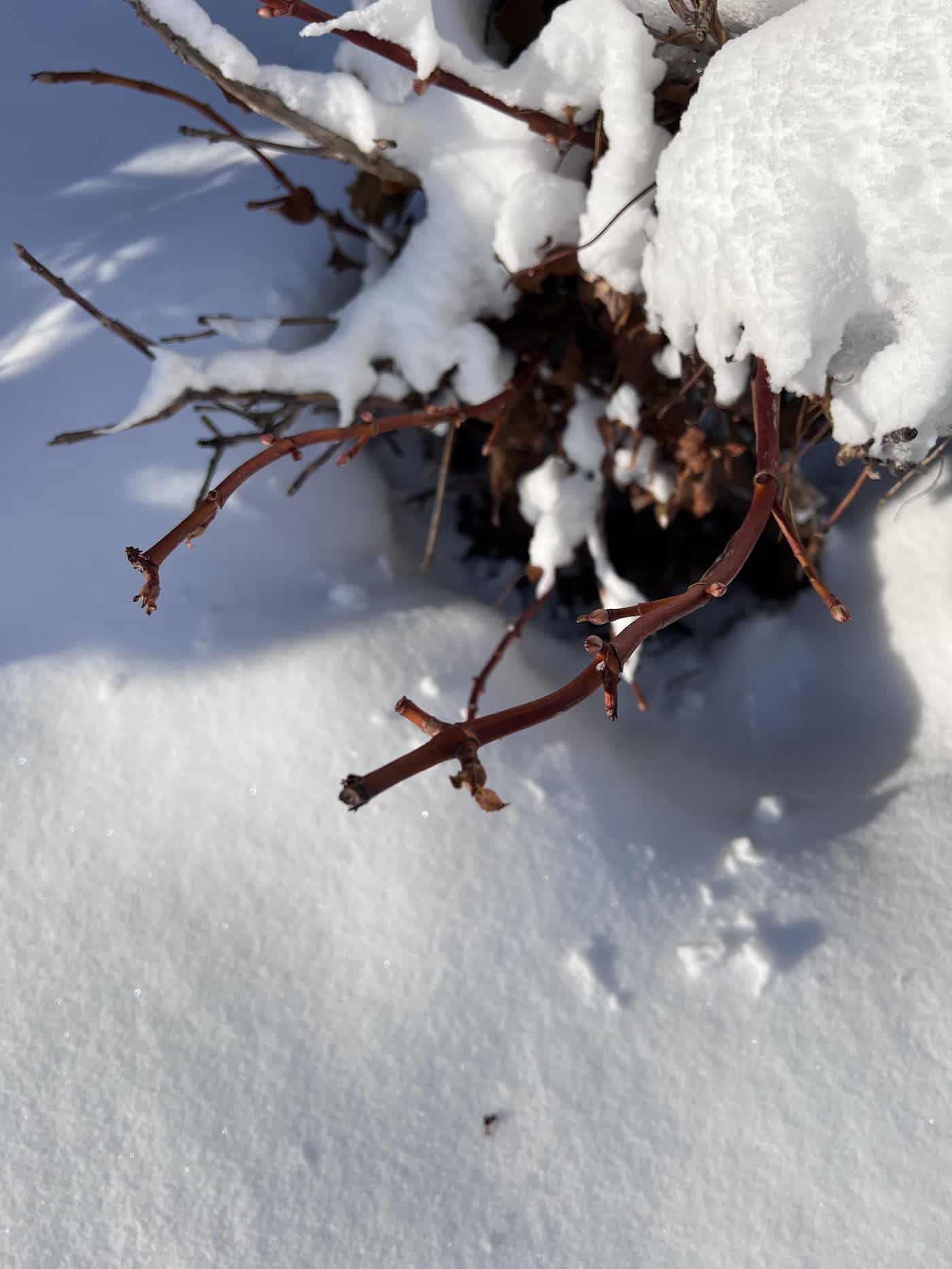 Climbing hydrangea winter care ️ 🍃 Tips for a healthy off-season