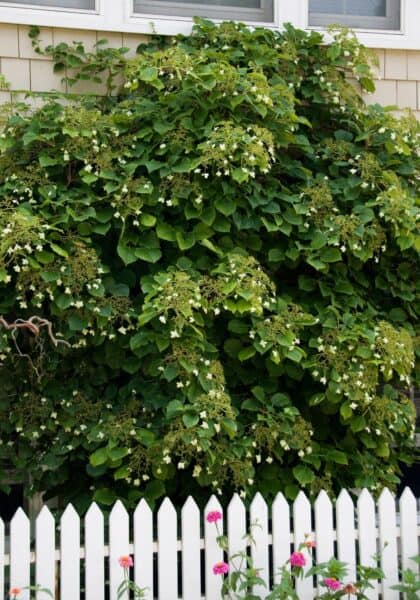 Climbing hydrangea on fence lines 🌸 🌿 Turning barriers into blooming beauty