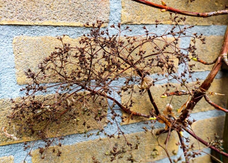 Climbing hydrangea care 🍃 🌼 A guide to flourishing vines
