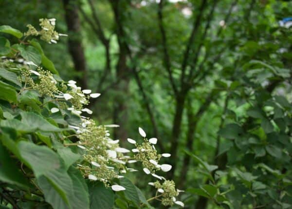 Climbing hydrangea shade tips 🌿 🌥 Improving conditions for growth