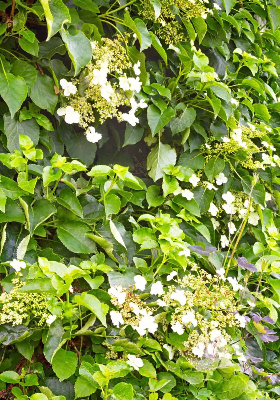 Climbing hydrangea on fence lines 🌸 🌿 Turning barriers into blooming beauty