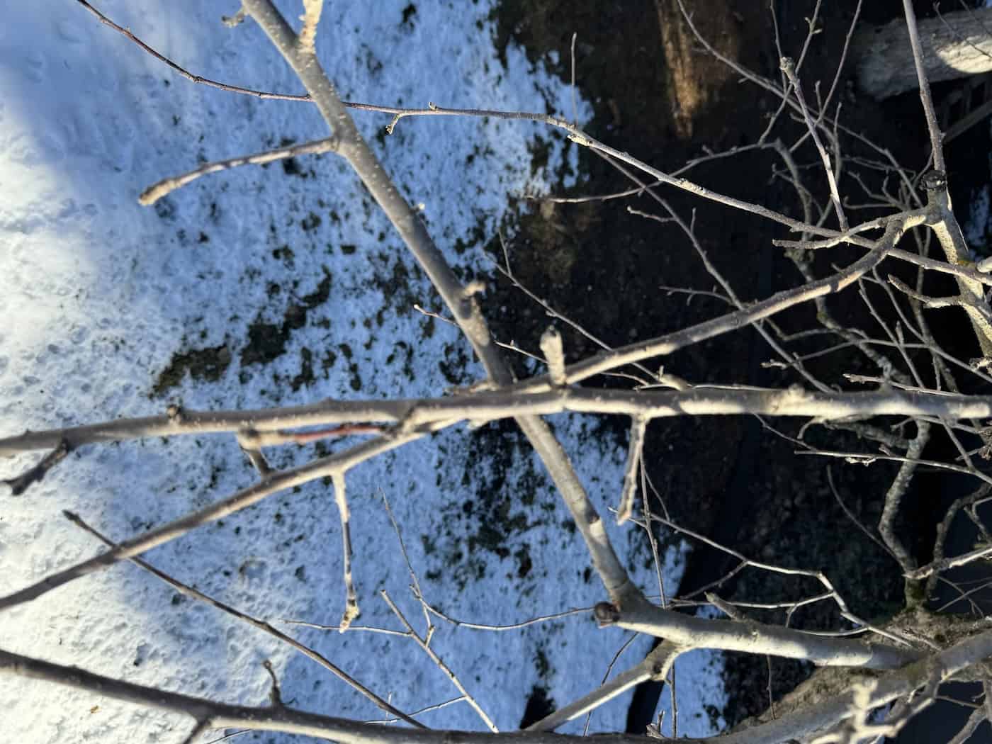 How to prune apple trees 🍏 🌳 A step-by-step guide for healthier trees