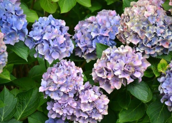 Do hydrangeas bloom all summer? 🌺 🌞 Here's how the blooms bloom
