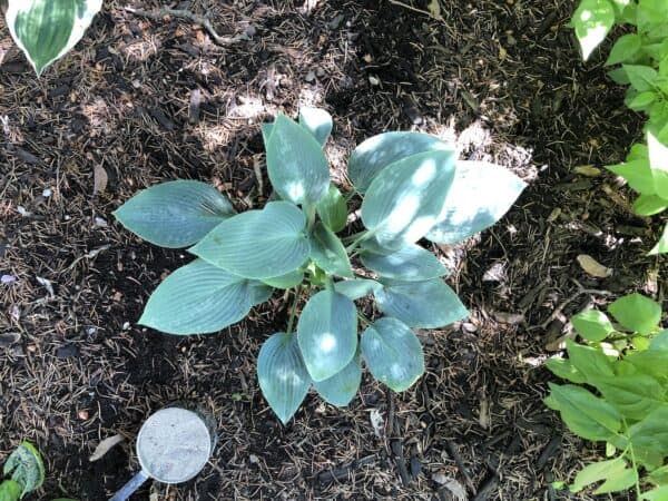 List of hosta varieties 🌱 🌿 Plus which ones are best for your garden