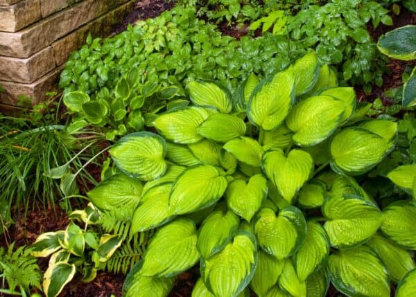 14 low maintenance perennials for shade 🍀🌿 Beautify low-light areas
