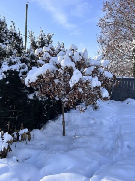How big does a hydrangea tree get? ???????? Realistic size expectations