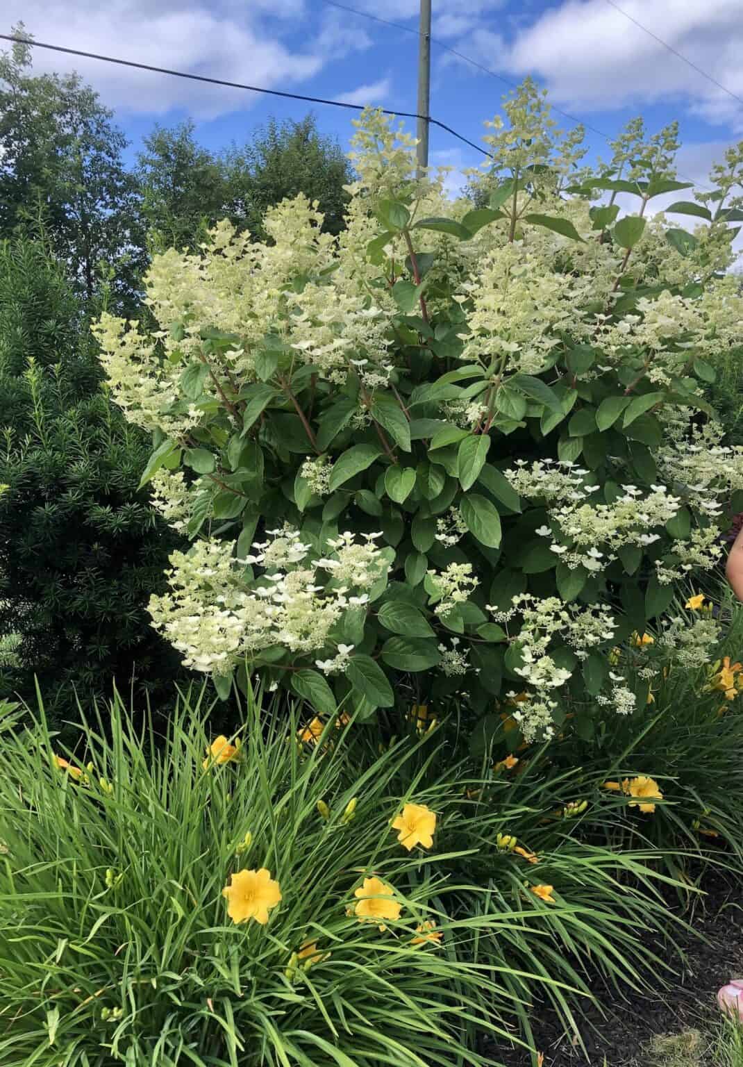 How to care for a hydrangea tree 🌳 🌼 Nurturing tips and tricks