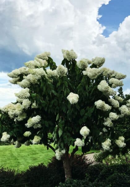 How to plant a hydrangea tree 🌳 🌱 Your step-by-step guide