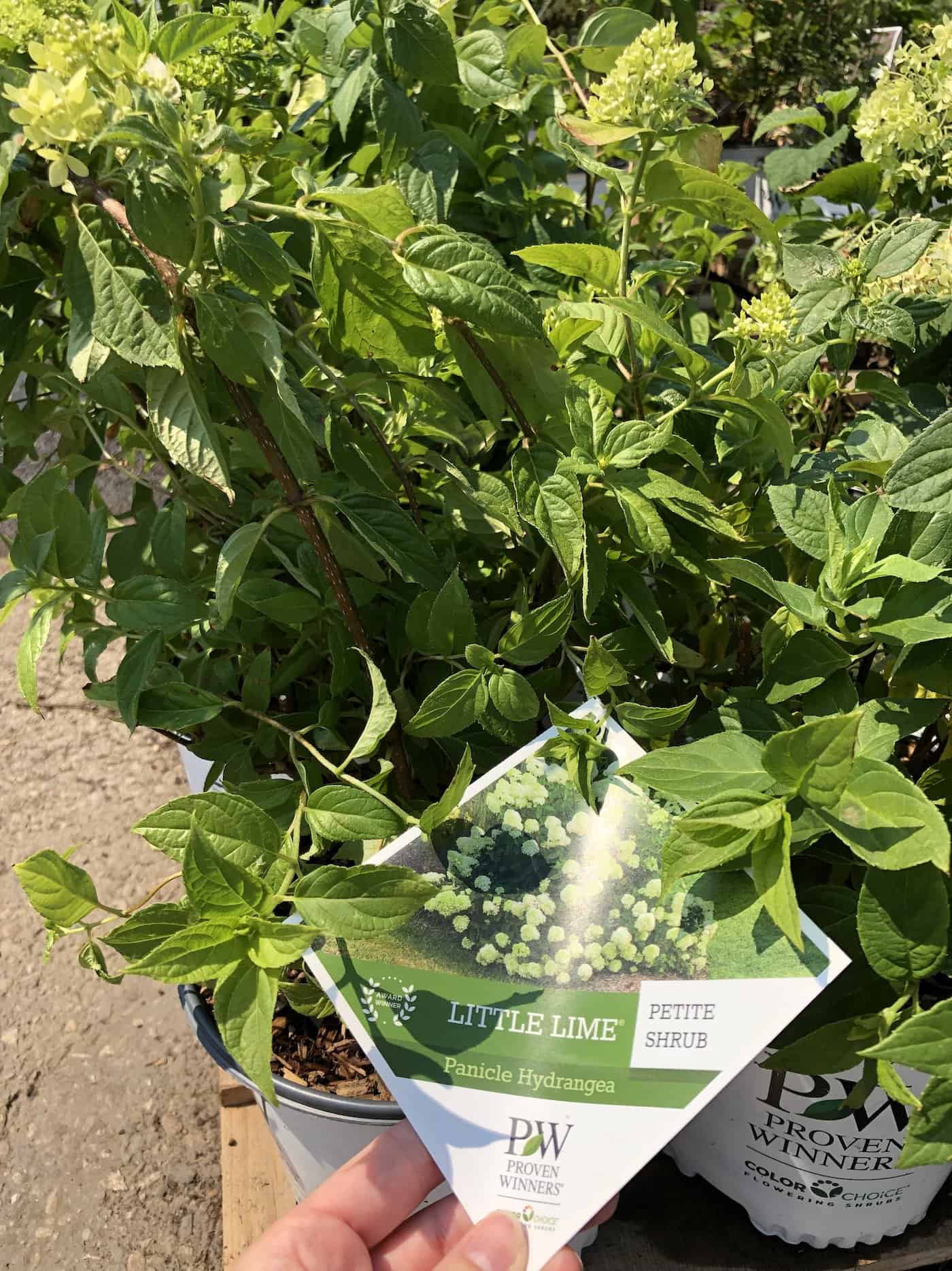 Little Lime vs Bobo hydrangea 🍃 🌸 Which suits your garden best?