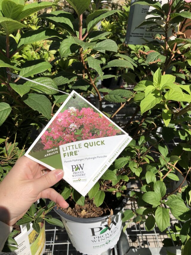 Little Quick Fire hydrangea pruning ️ 🌺 The ultimate guide for ...