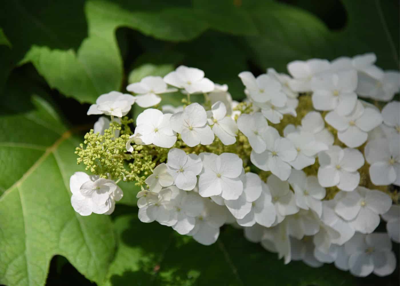 Pruning oakleaf hydrangea ️ 🌱 The comprehensive guide for healthy blooms