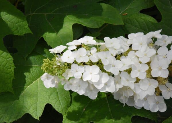 Oakleaf hydrangea varieties 🍂 🌸 Explore the diverse world of this ...
