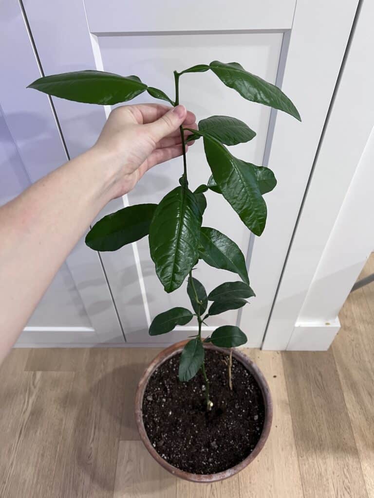 Indoor lemon tree 🍋 🏠 Grow fresh lemons in any climate