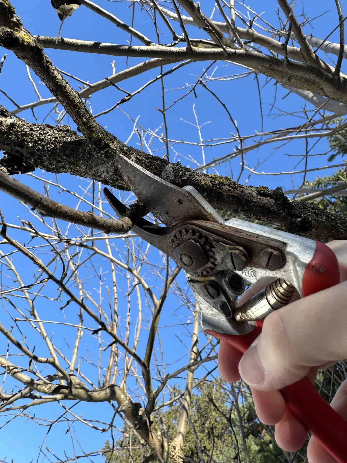 How to prune apple trees
