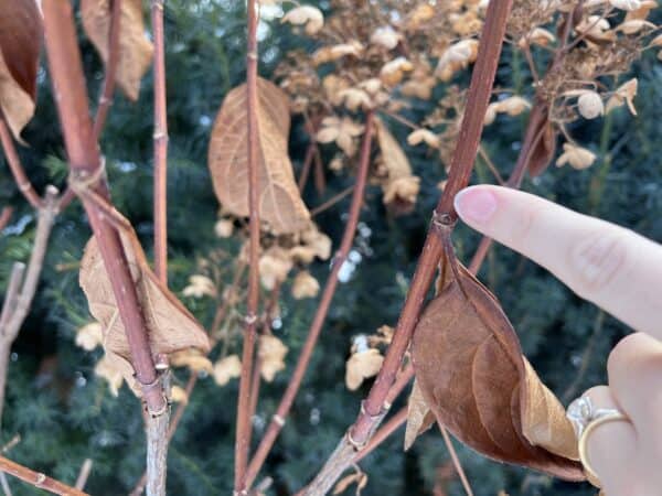 Hydrangea tree in winter 🌳 ️ What to expect and how to care