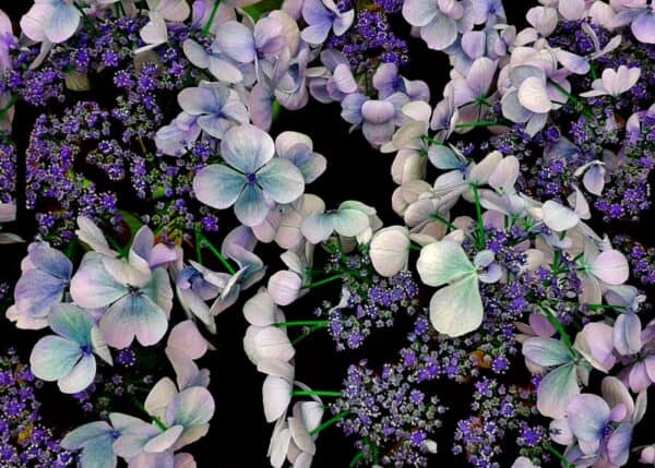 Hydrangea losing color? ???? ???? Reasons and remedies for fading blooms