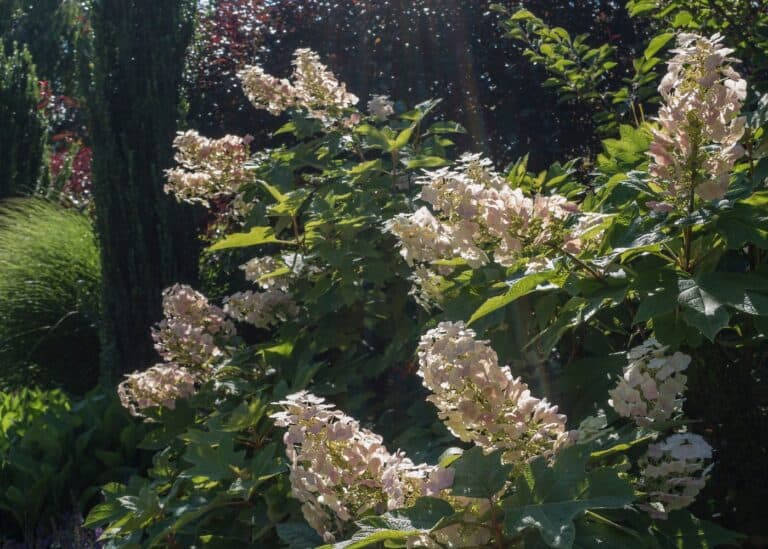 Ruby Slippers hydrangea companion plants 🍂 🌼 Elevate your garden's appeal