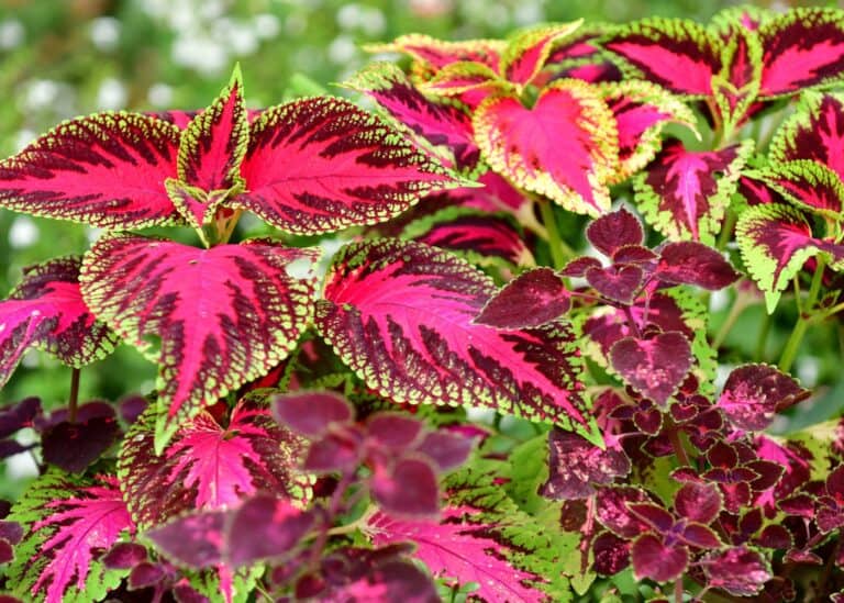 Ruby Slippers hydrangea companion plants 🍂 🌼 Elevate your garden's appeal