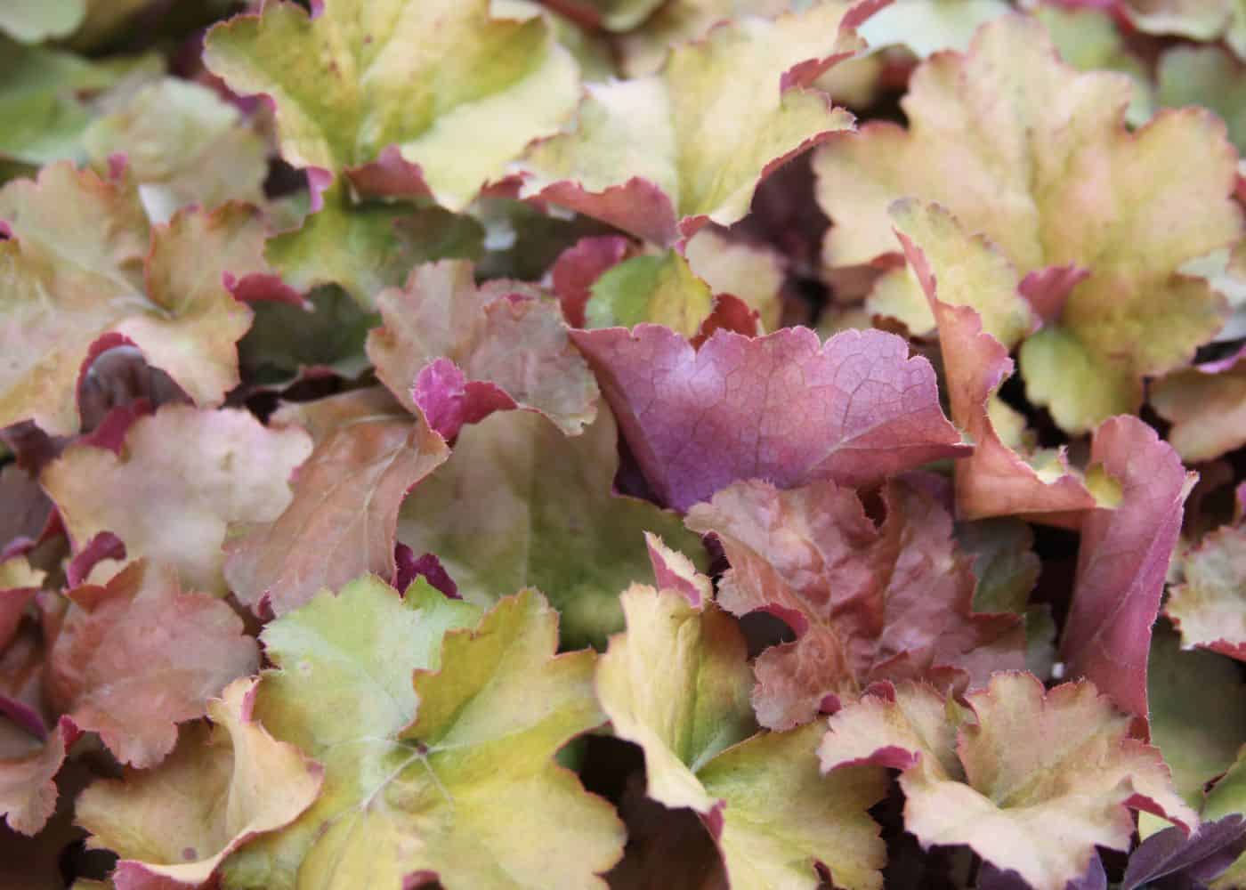 Ruby Slippers hydrangea companion plants | Home for the Harvest