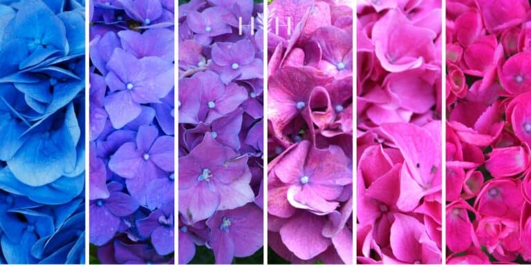 Hydrangea color chart 🌸🌈 Navigate hues for the perfect garden palette