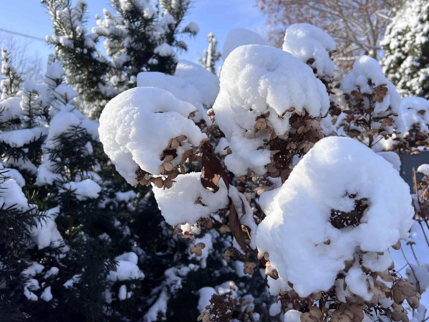 How to care for a hydrangea tree 🌳 🌼 Nurturing tips and tricks