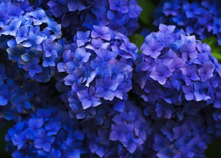 Blue hydrangea varieties 🌸 💙 Discover the hues and blooms for your garden
