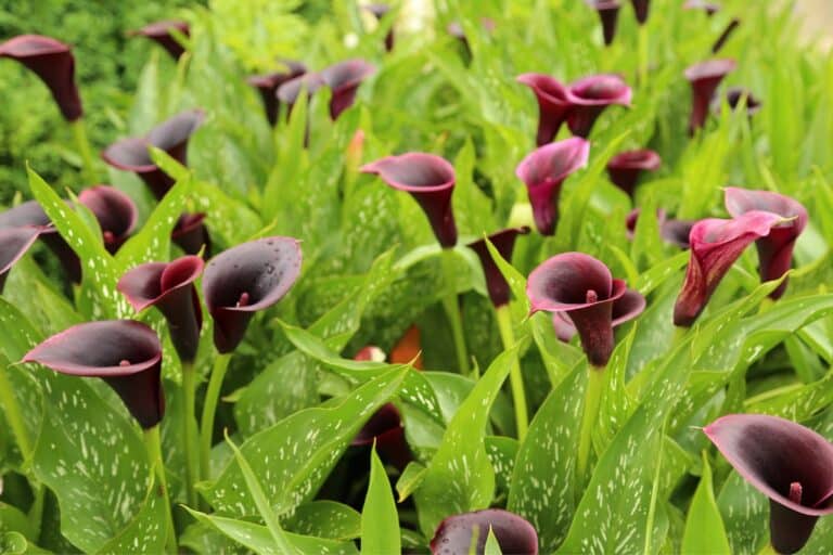 Plants with black flowers 🖤 🌼 A dive into nature's dark elegance
