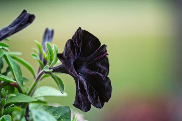Plants with black flowers 🖤 🌼 A dive into nature's dark elegance