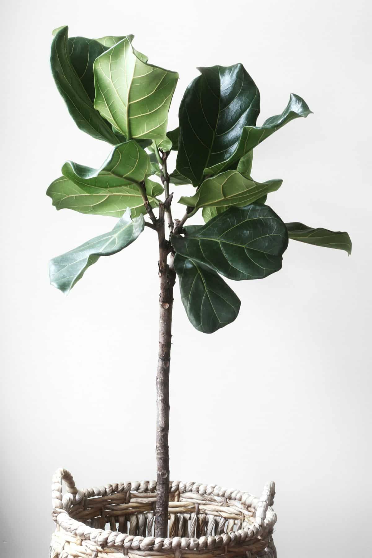 6 indoor trees for low light (and 6 that need sun) | Home for the Harvest